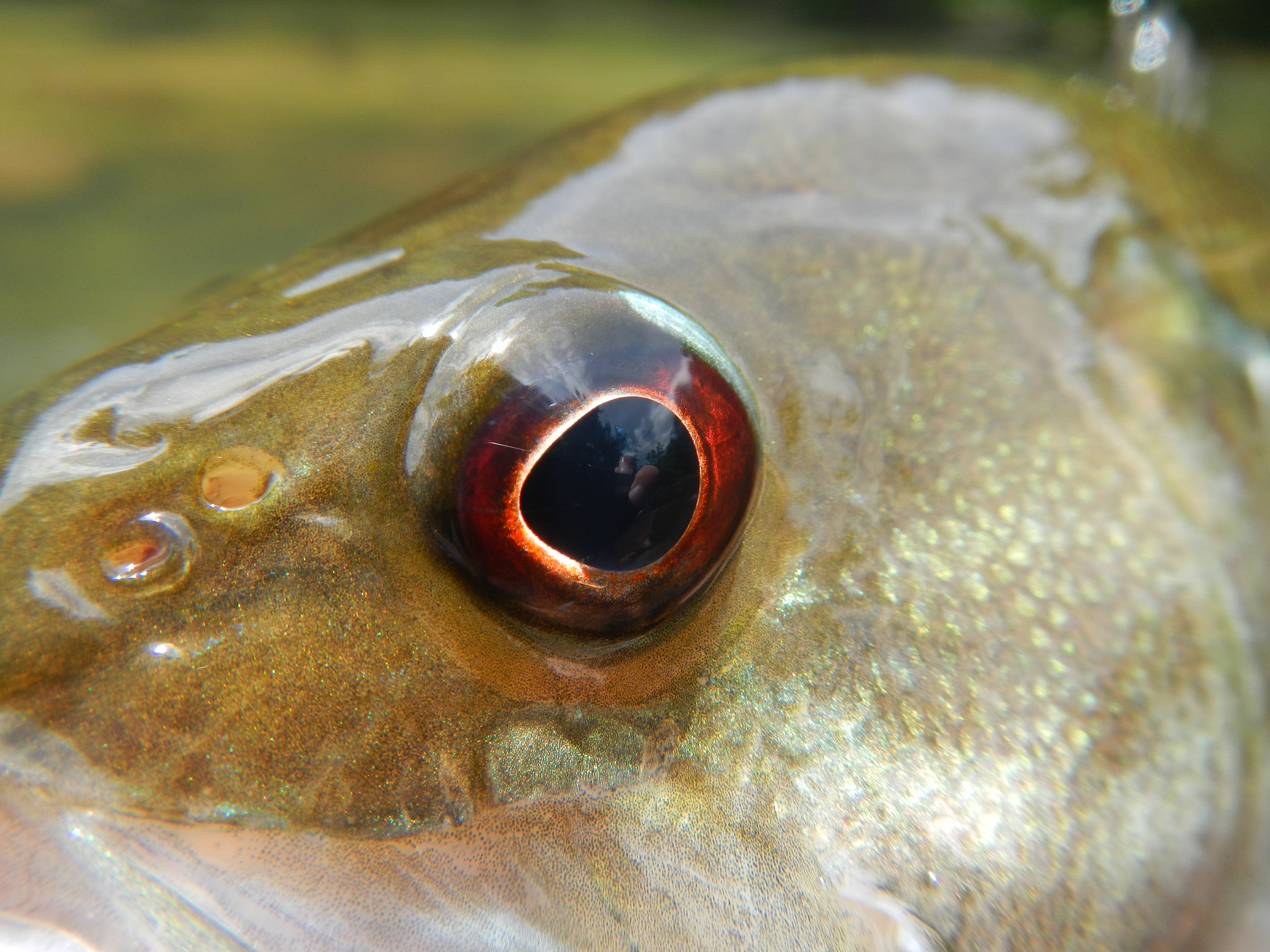 The Taylor Fish Lab | Fisheries Ecology and Conservation