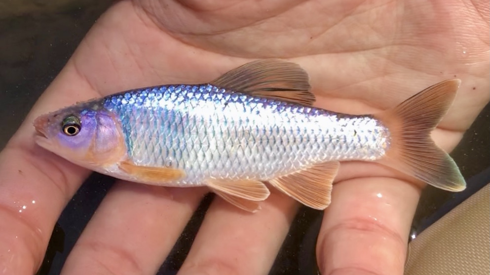 Research | The Taylor Fish Lab